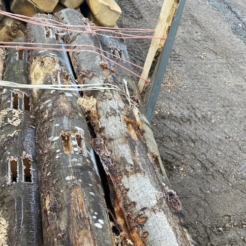 Mortised Chestnut Posts For Chestnut Cleft Rail Fencing – Crestala ...